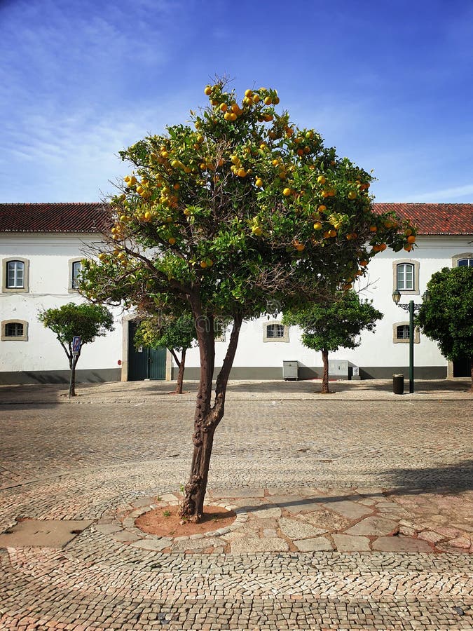 An Orange Tree As a Part of a Town Design Stock Photo - Image of plant ...