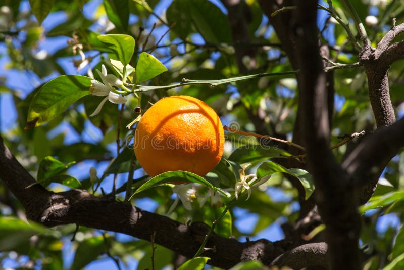 Orange tree background stock photo. Image of tree, citrus - 68976700