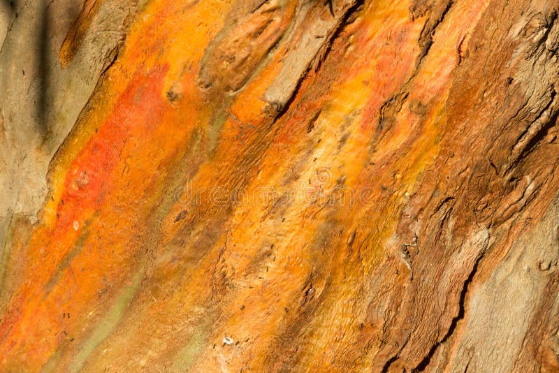 Orange tree bark stock image. Image of texture, nature - 58405383