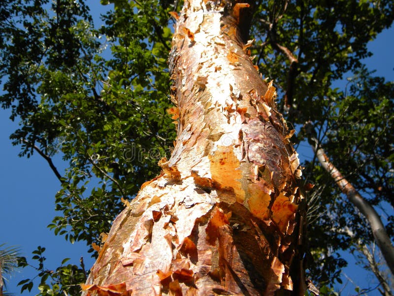 Orange Tree Bark stock photo. Image of tree, grass, plant - 94073980