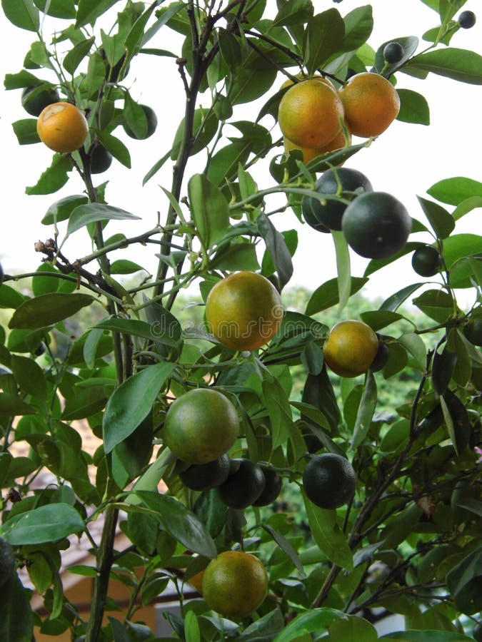 Orange tree bearing fruit stock photo. Image of plant - 251337036