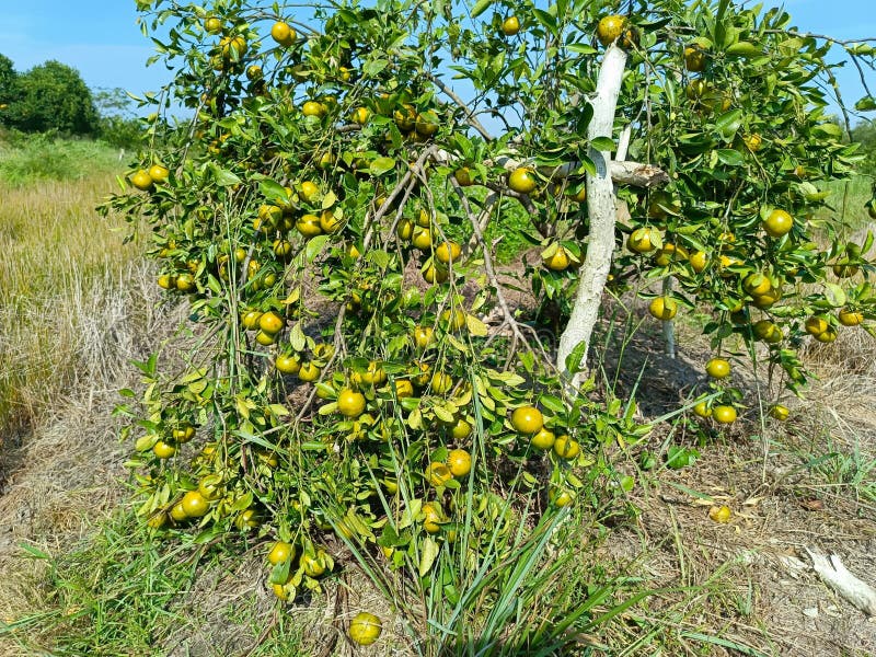 An Orange Tree that Bears Abundant Fruit Stock Photo - Image of ...