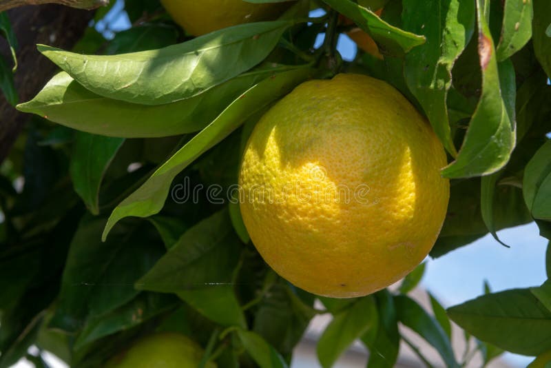 Orange Tree with Big Ripe Orange Citrus Fruit Stock Image - Image of ...