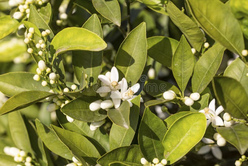 The Orange Tree Blossom, Flower Stock Image - Image of lemon, spring ...