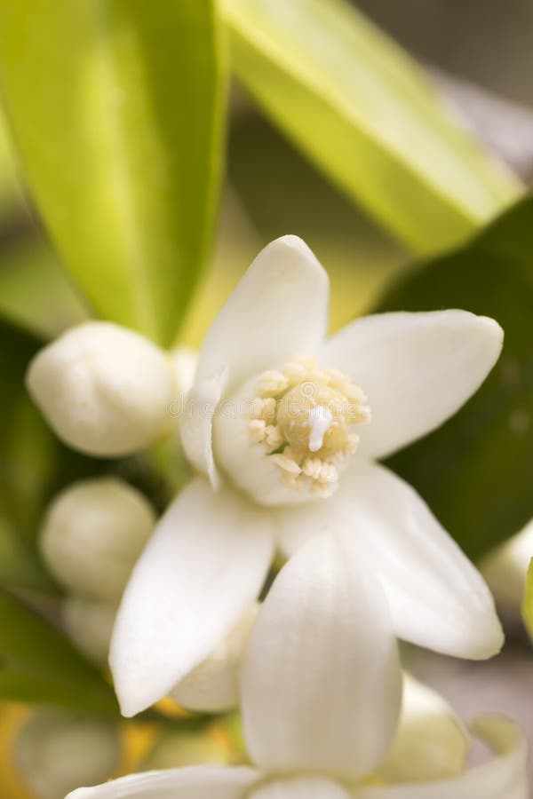 Orange Tree Blossom with Nectar. Stock Photo - Image of background ...