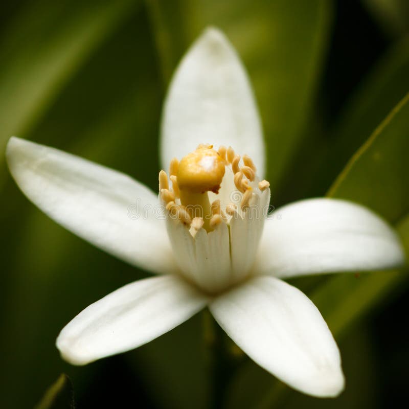 Orange Tree Blossom with Nectar. Stock Image - Image of lemon, bloom ...