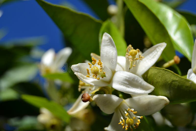 Orange Tree Blossoms stock image. Image of arizona, plant - 71048437