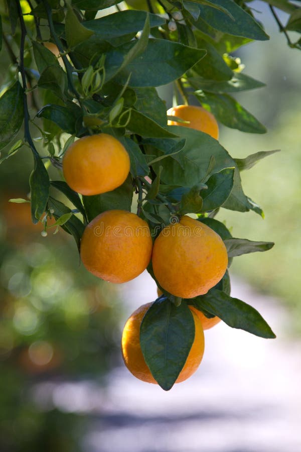 Orange tree branch stock photo. Image of color, leaves - 19423330