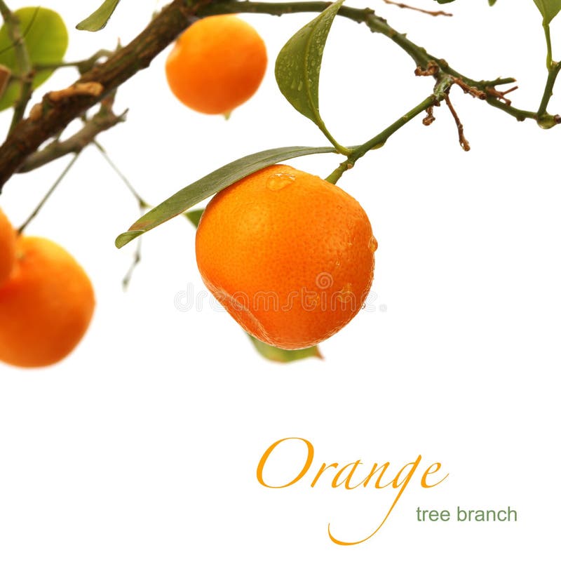 Orange tree branch stock photo. Image of branch, isolated - 23070860