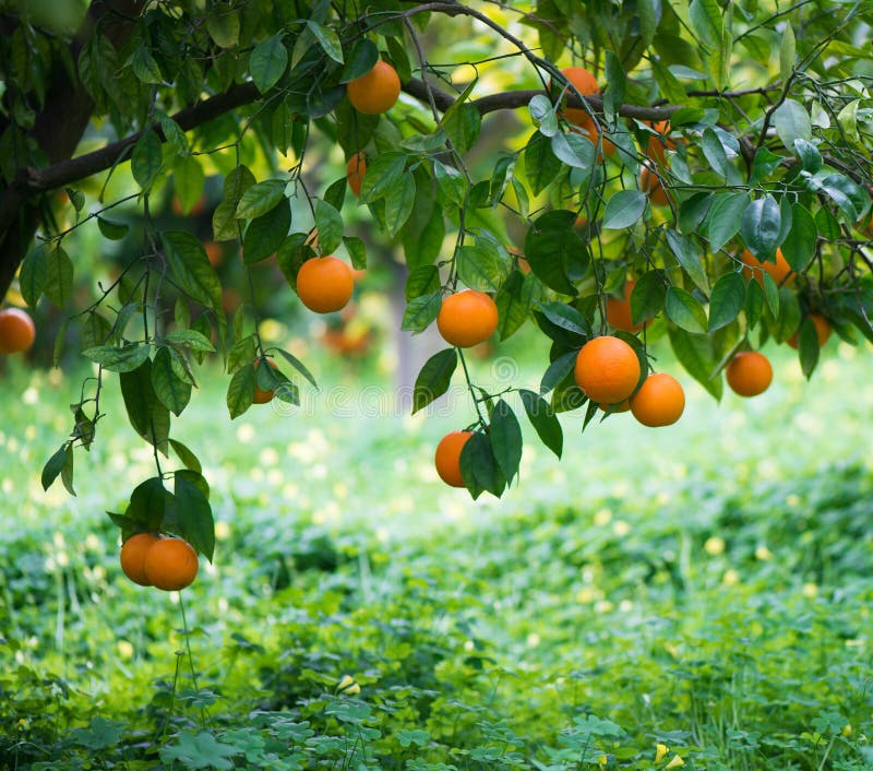 Orange on a tree branch stock image. Image of outdoor - 37607599