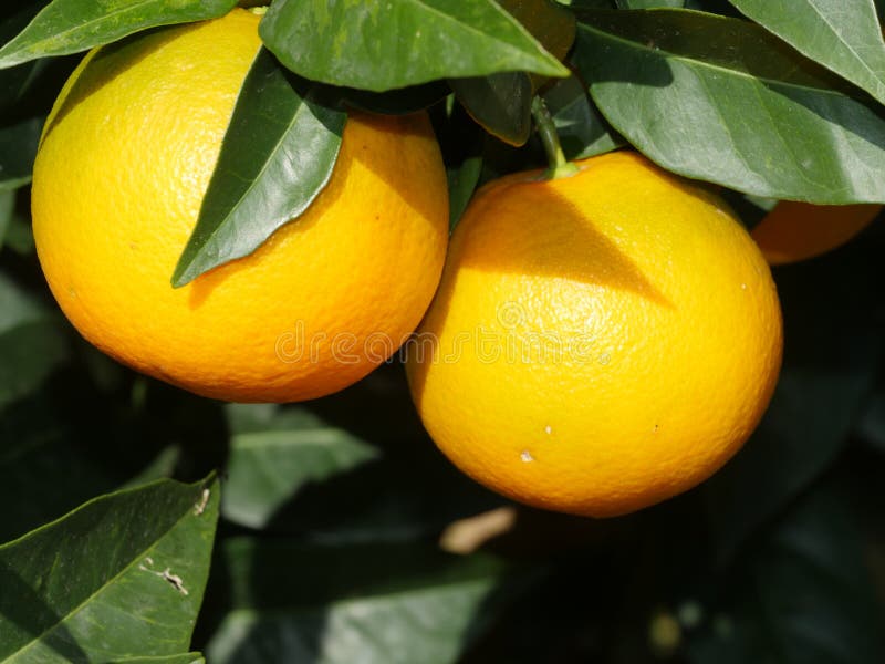Orange tree stock photo. Image of ripe, juice, tree, tropical - 48710932