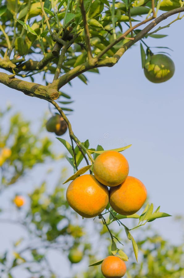 Orange tree stock photo. Image of farm, fresh, citrus - 69627244