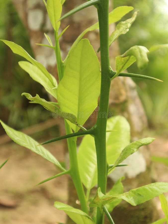 Orange Tree Branch Full of Sharp Thorns on Natural Striped Background ...