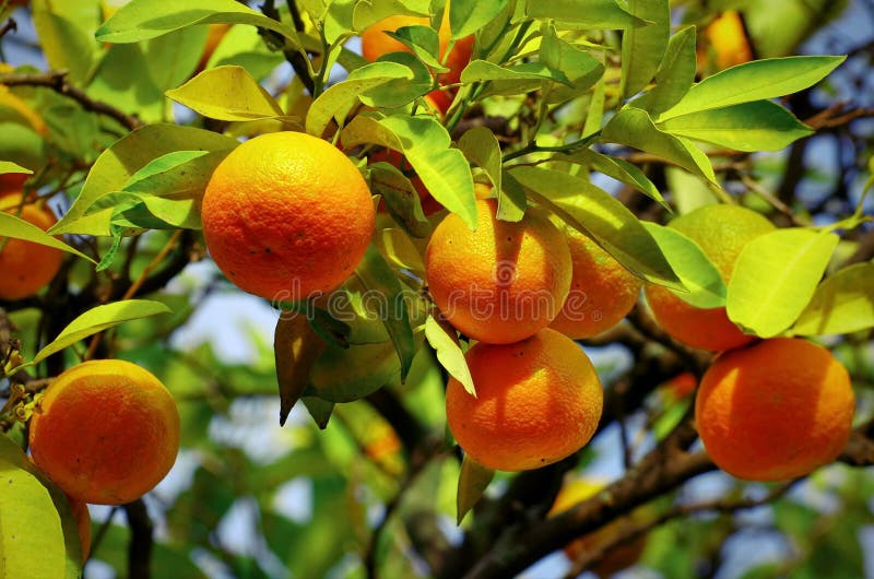 Orange Tree and Orange Fruits in Sunlight and Blue Sky in Background ...