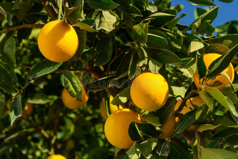 Orange tree branch stock image. Image of grove, fruit - 93600571
