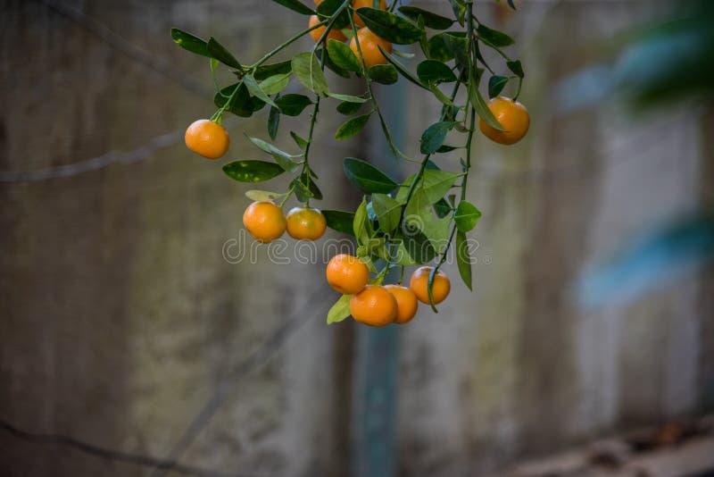 Orange Tree Branches Heavy with Fruit Hanging Down Stock Photo - Image ...