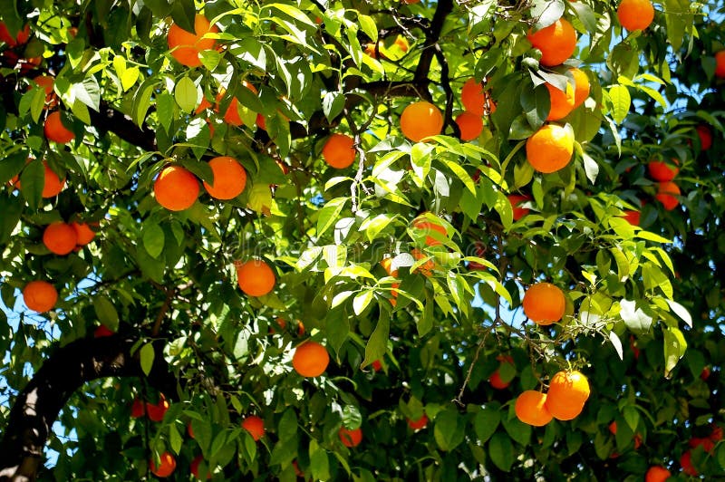 Orange Tree with Branches Leaves and Oranges in the Garden Stock Photo ...