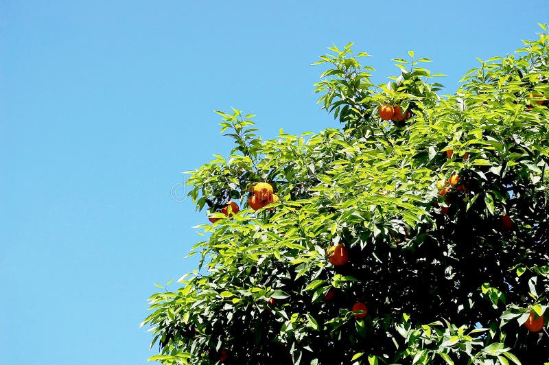 Orange Tree with Branches Leaves and Oranges in the Garden Stock Photo ...