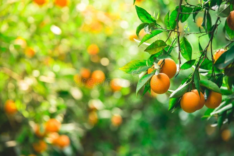 Orange Tree Branches with Ripe Juicy Fruits Stock Image - Image of ...