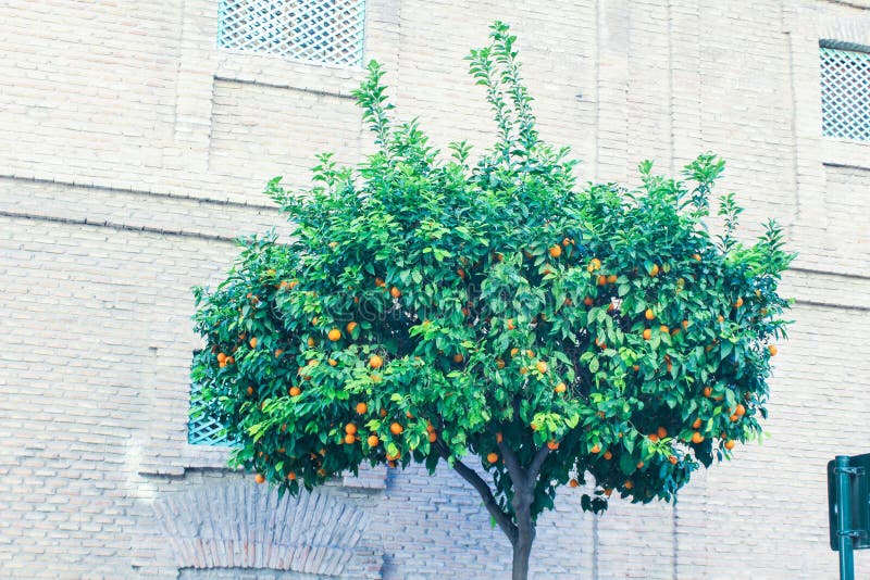 Orange Tree Brick Wall Garden Plants Detail Trees Sun Stock Photo ...