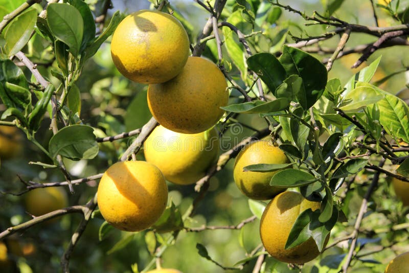Orange tree stock image. Image of florida, vitamins, field - 51346303
