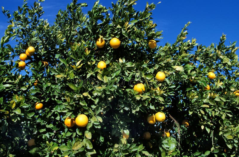 Citrus Limetta Juicy Plant Natural Stock Image - Image of limetta ...