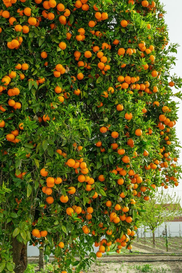 Orange Tree or Citrus Sinensis almost Covered with Oranges. Great ...