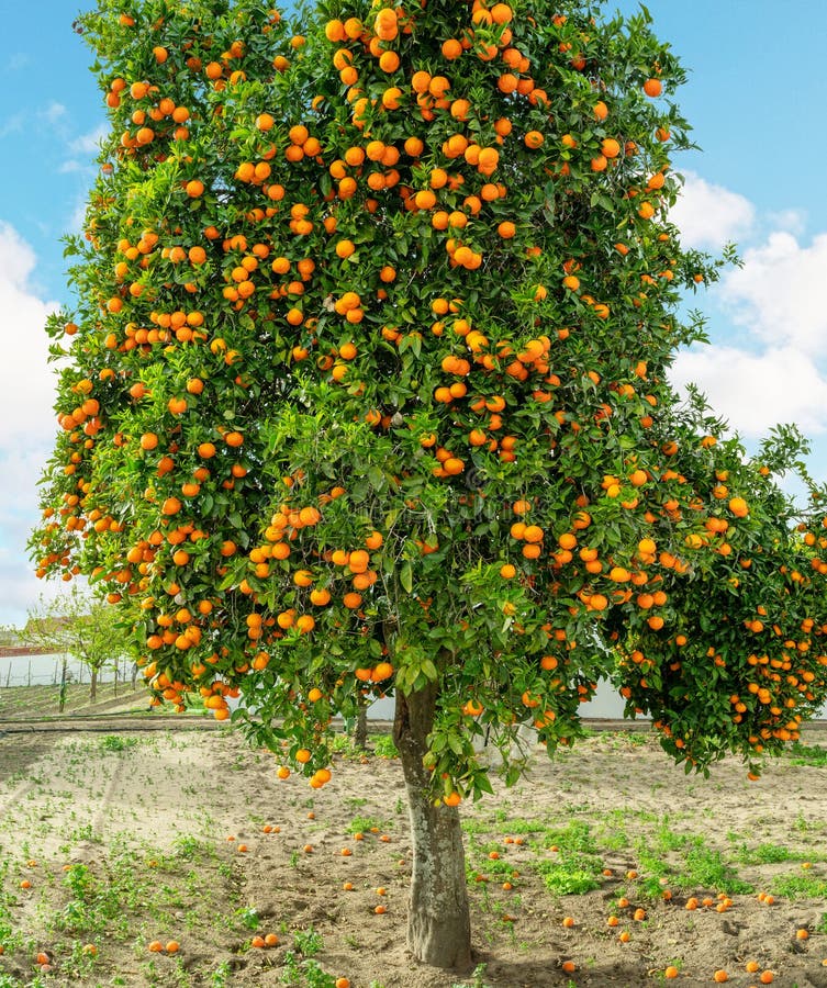 Orange Tree or Citrus Sinensis almost Covered with Oranges. Great ...