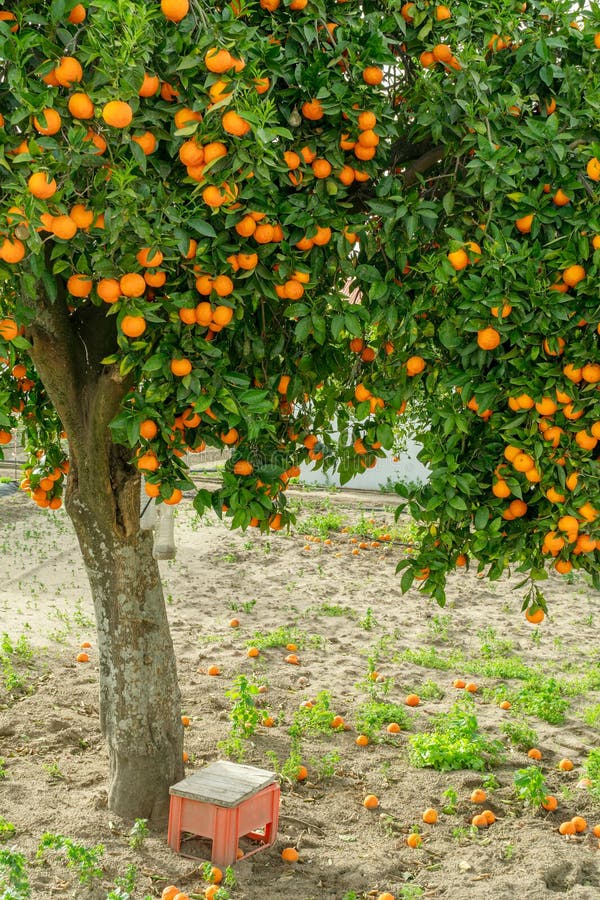 Orange Tree or Citrus Sinensis almost Covered with Oranges. Great ...