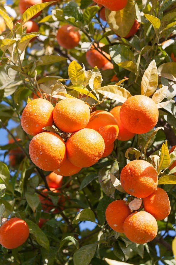 Orange Tree - Citrus Sinensis Stock Photo - Image of juice, citrus ...