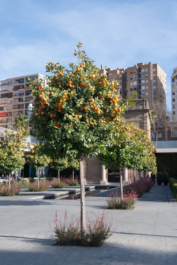 Orange Tree - Citrus Sinensis Stock Photo - Image of juice, citrus ...