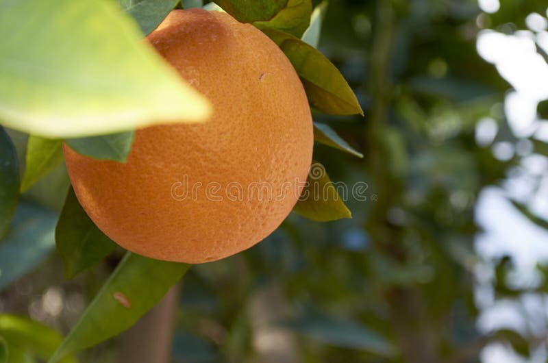 Orange tree stock image. Image of farmers, delicious - 142941267