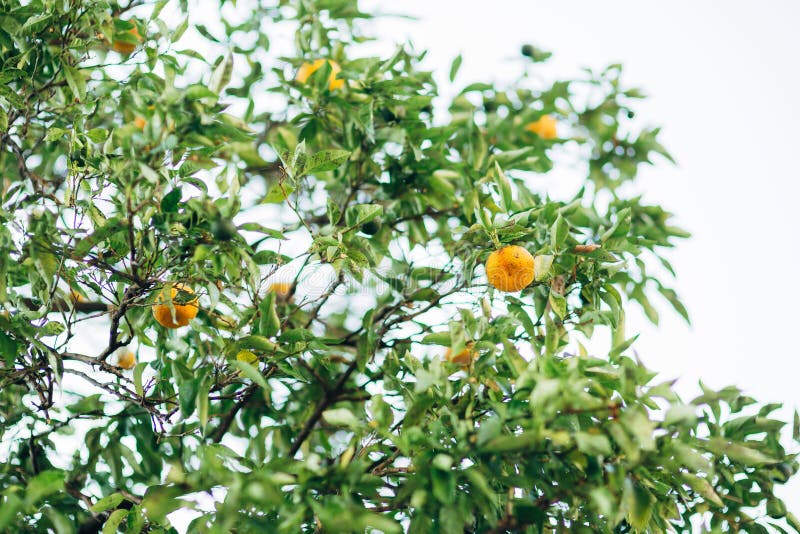 Orange in tree stock image. Image of fruit, island, growing - 90327669