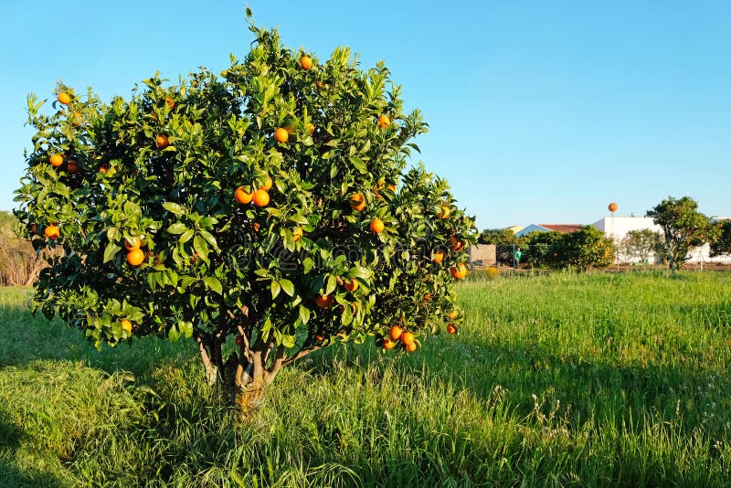 Orange Tree in Springtime Full of Oranges Stock Photo - Image of ...
