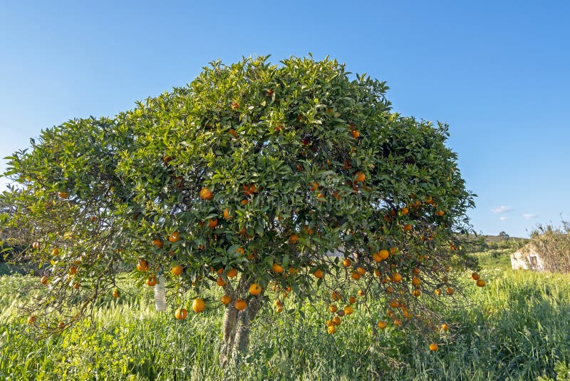 Orange Tree in Springtime Full of Oranges Stock Image - Image of ...