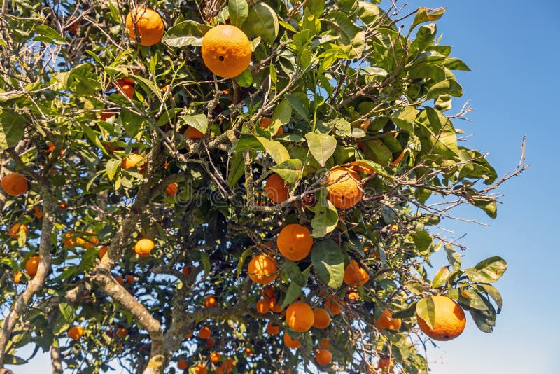 Orange Tree in the Countryside from Portugal Stock Photo - Image of ...