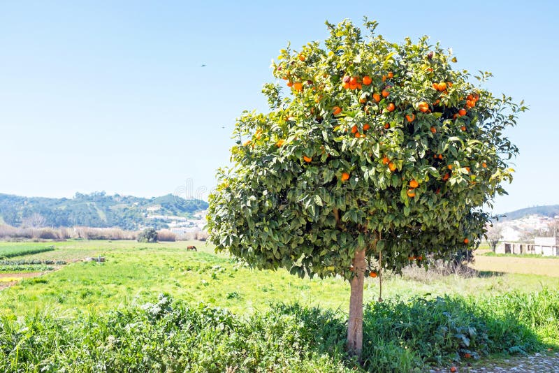Orange Tree in the Countryside Portugal Stock Image - Image of field ...