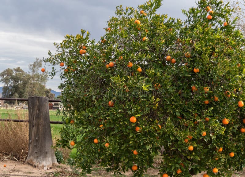 Orange Tree Covered in Fruit Stock Photo - Image of historic ...
