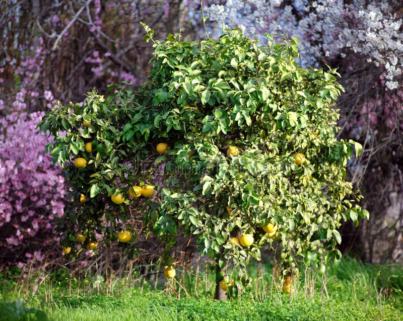 Orange tree in Cyprus stock photo. Image of vitamin, orchard - 87098106