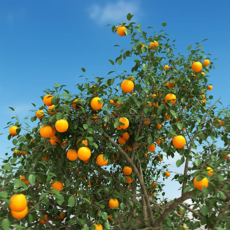 Orange Tree 3d Rendering Illustration Stock Illustration - Illustration ...
