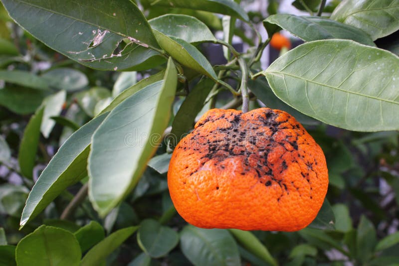 Orange Tree Damage stock photo. Image of outdoors, natural - 28812294