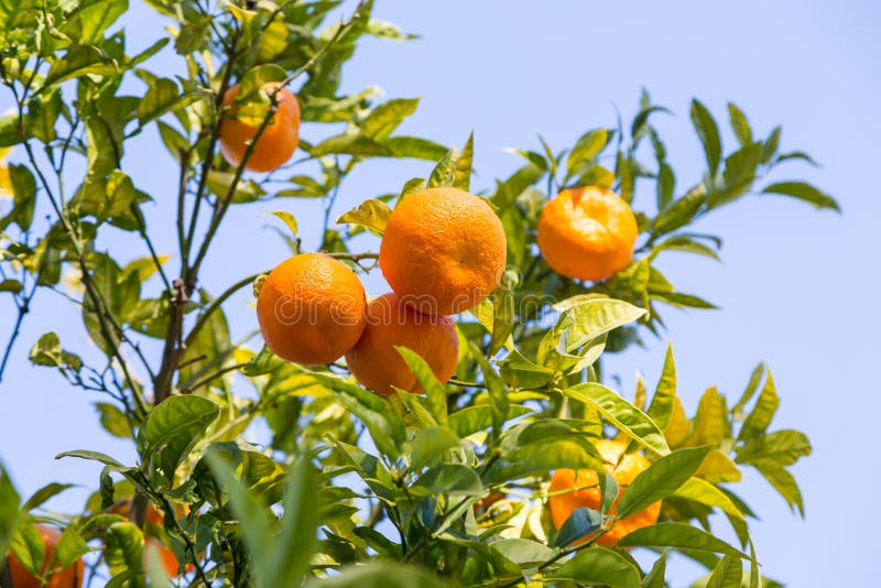 Orange Tree in Day Sunlight Stock Image - Image of farm, tropical ...