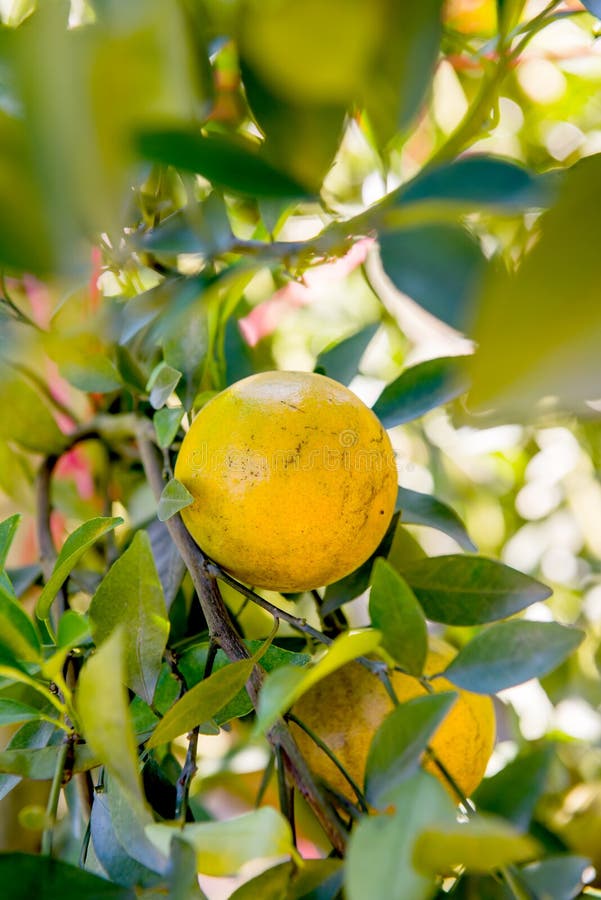 Orange tree stock image. Image of natural, yummy, taste - 96612481
