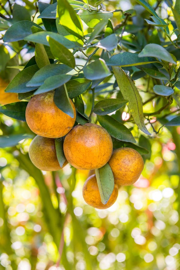 Orange tree stock photo. Image of natural, plant, nature - 96612690