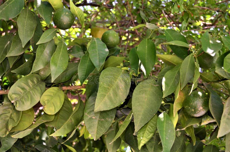 Orange tree stock photo. Image of compotes, important - 239340872