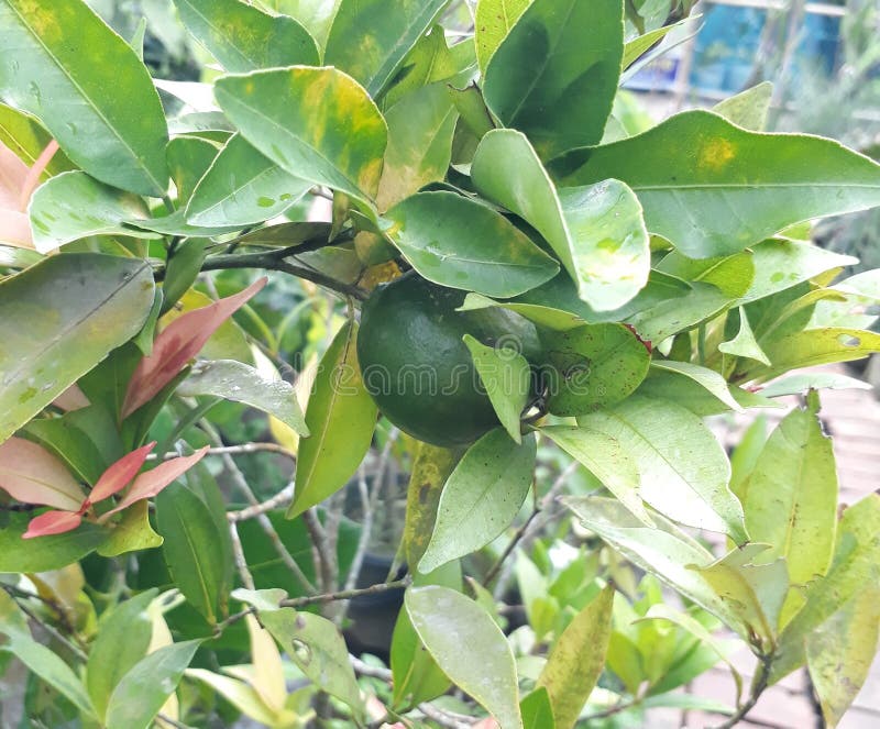 The Orange Tree is an Evergreen, Flowering Tree, with an Average Height ...