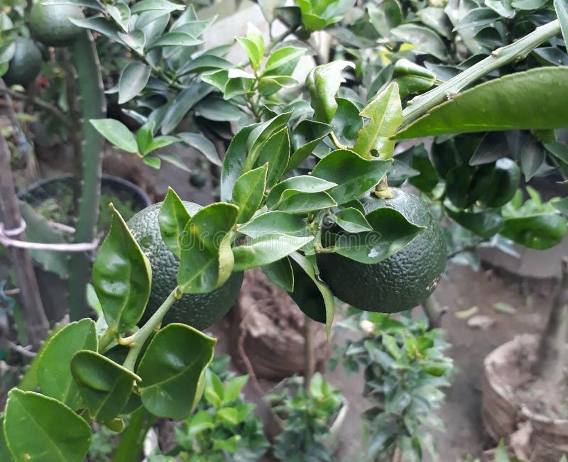 The Orange Tree is an Evergreen, Flowering Tree, with an Average Height ...