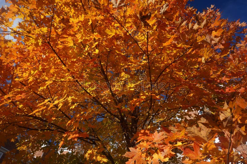 Orange Tree Fall Foliage in Autumn in November Stock Image - Image of ...