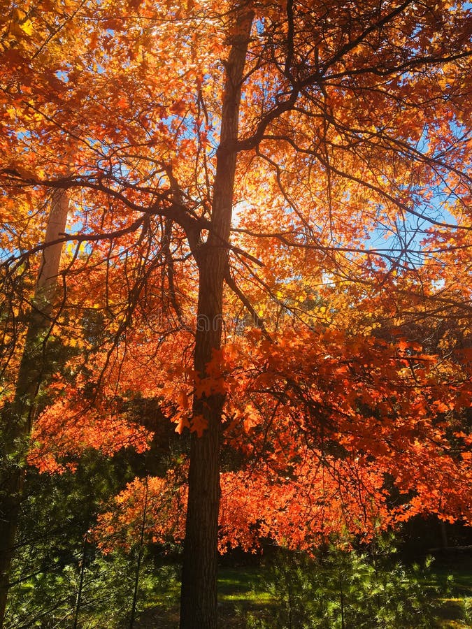 Orange Tree Fall Foliage stock photo. Image of tree - 168243318