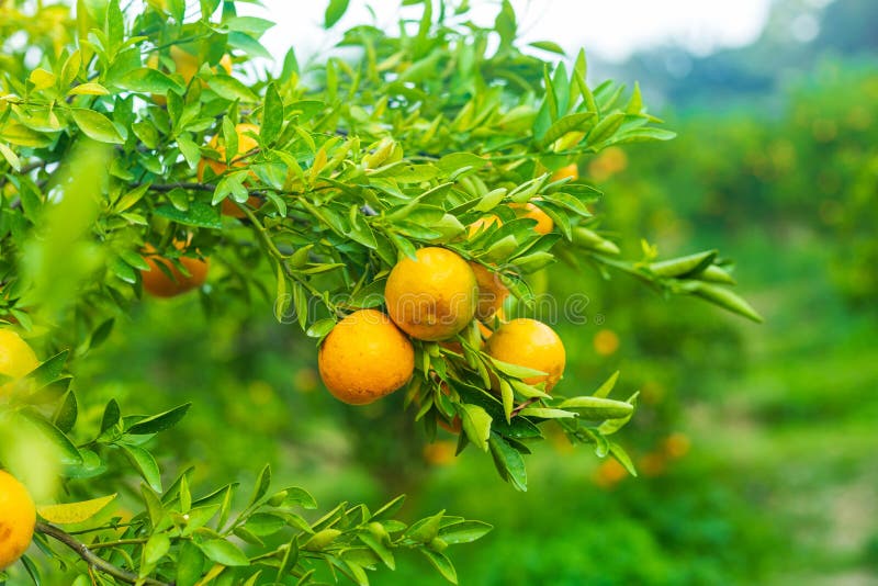 Orange tree in orange farm stock image. Image of agriculture - 210677597